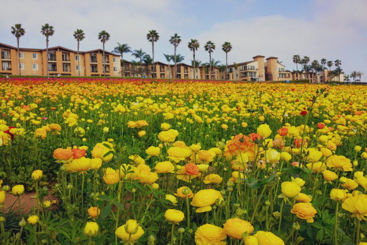 FLOWER FIELDS EASTER ROAD TRIP 2021 – HallieDaily