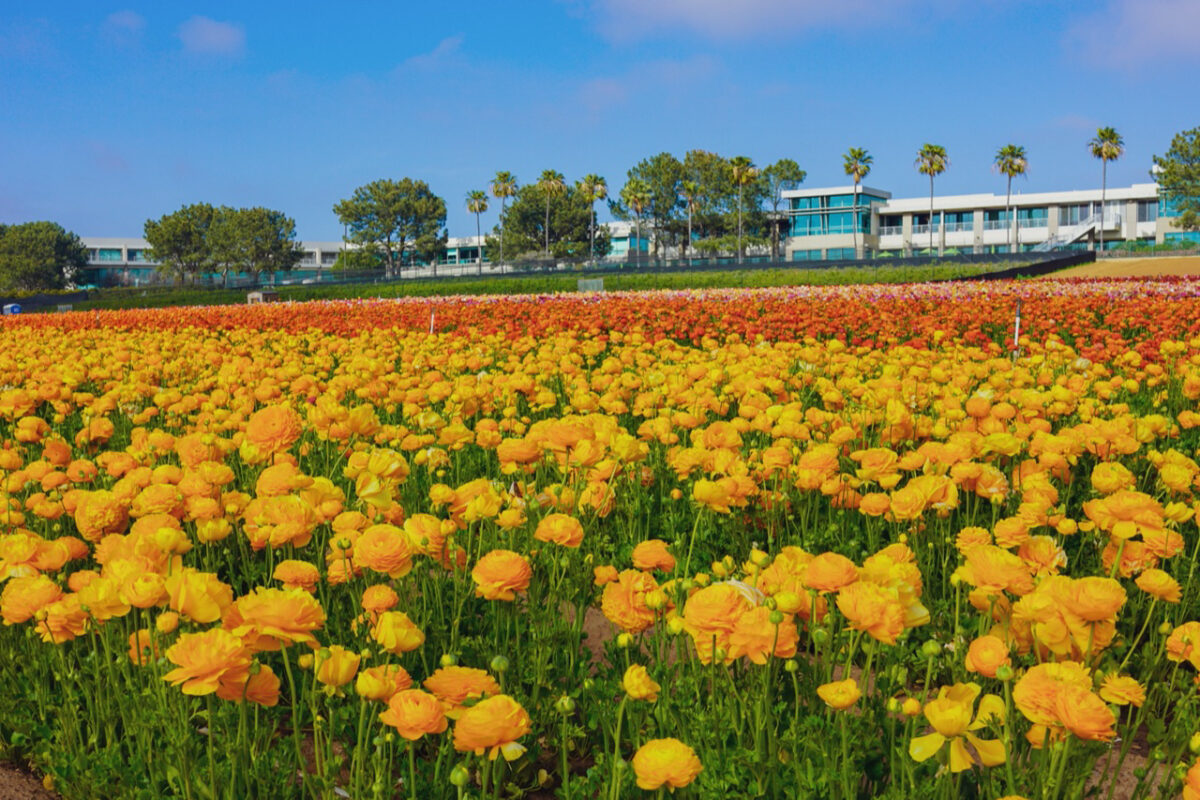 FLOWER FIELDS EASTER ROAD TRIP 2021 | Hallie Daily