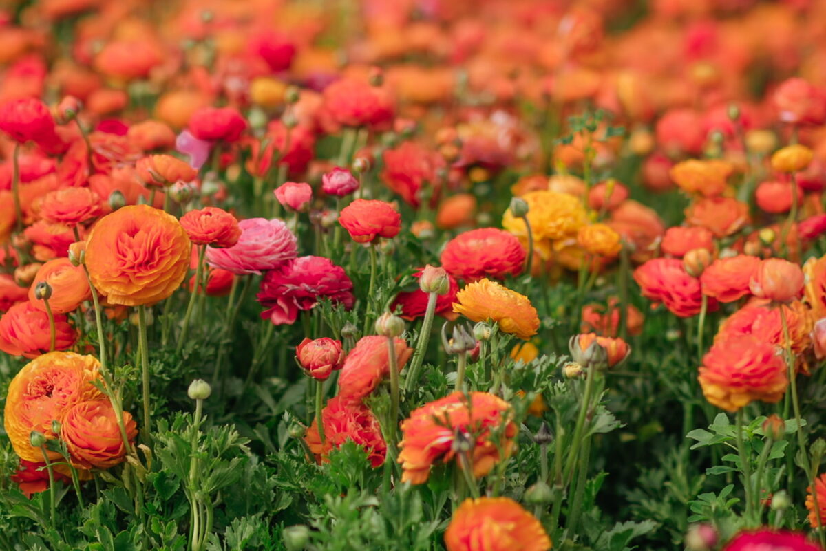 FLOWER FIELDS EASTER ROAD TRIP 2021 | Hallie Daily